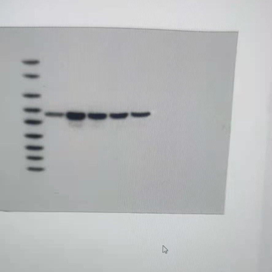 🌟 实验室神器大揭秘！WB条带趋势定制/western blot/免疫印迹实验/ CoIP/实验定制，你真的用对了吗？🤔-旅行团-淘宝好物网