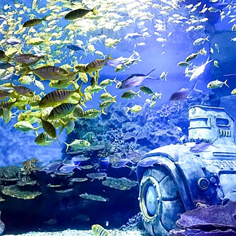 25年最新测评｜深圳小梅沙海洋世界门票&海洋馆体验全攻略：值不值得冲？-旅游-淘宝好物网